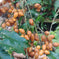 Talisia sylvatica Fruit Plant – veliyathgardens