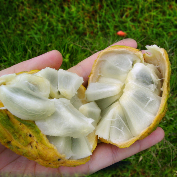 Araticum Do Mato Fruit Plant (Annona sylvatica) – veliyathgardens