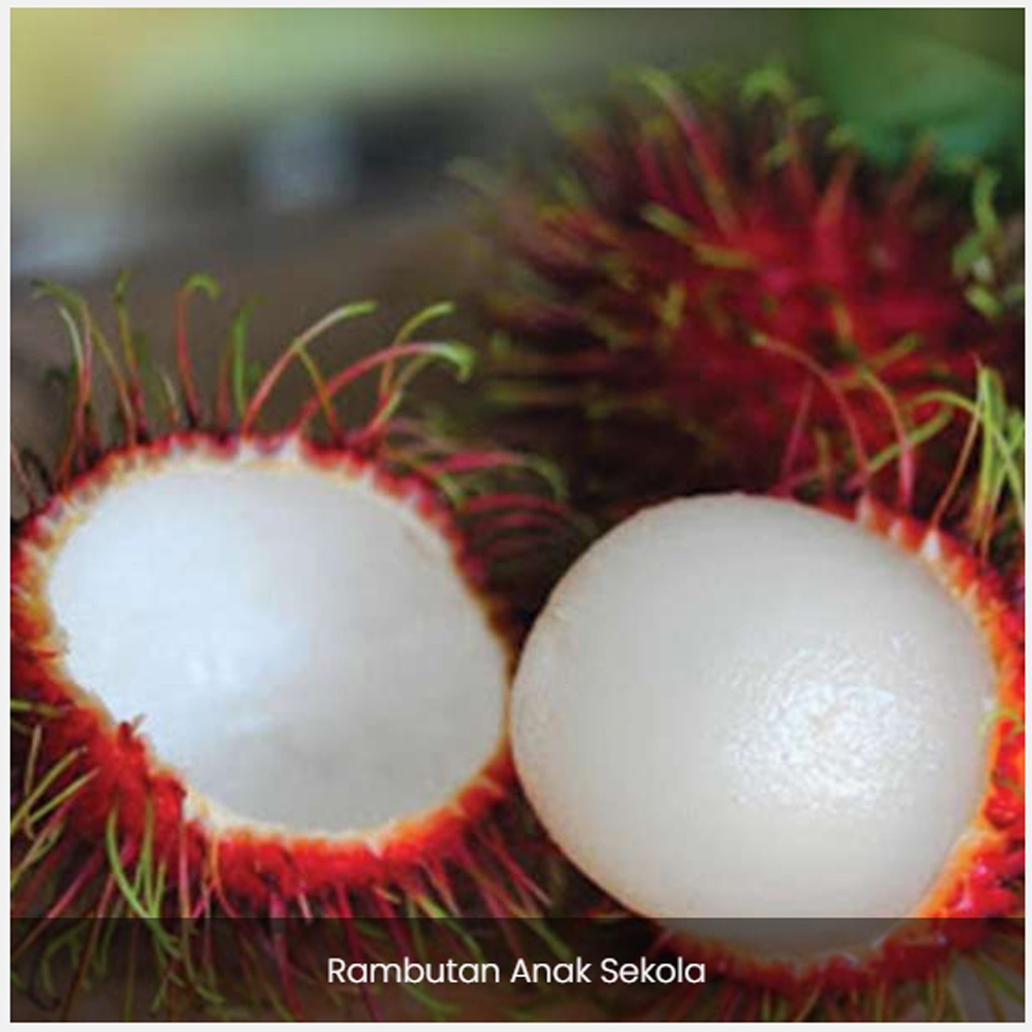 Rambutan School Boy – veliyathgardens