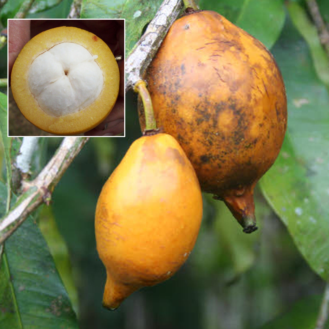 Bacuripari Live Plant (Garcinia macrophylla) – veliyathgardens