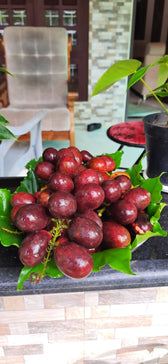 Purple Matoa Fruit Plants (Pometia Pinnata) – veliyathgardens
