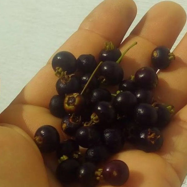 Guabiraba roxa Fruit Plant (Campomanesia aromatica) – veliyathgardens