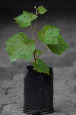 Cambodian Wild Grape Fruit Plant (Ampelocissus Martini) – veliyathgardens