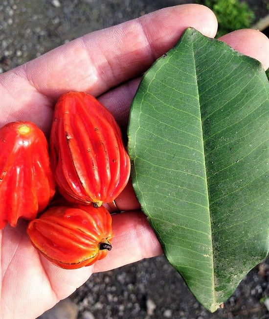 Araca Piranga Fruit Plant (Eugenia Multicostata) – veliyathgardens
