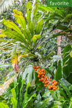 Truffula Tree Live Plant (Clavija lehmannii) – veliyathgardens
