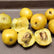 Desert Plum Live Plant (Cyrtocarpa edulis) – veliyathgardens