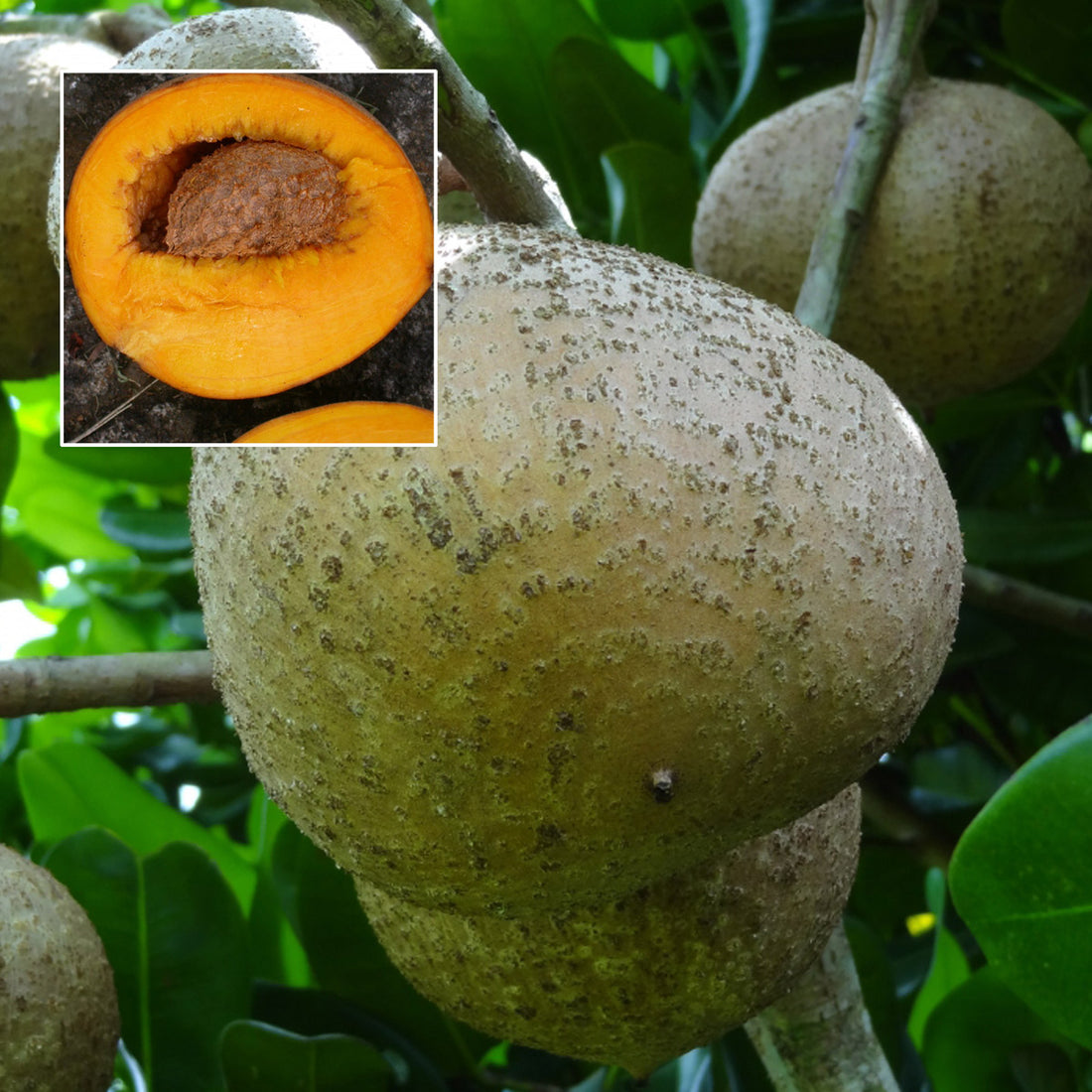 African Mammee Apple Fruit Plant (Mammea africana): A Valuable Tropica ...