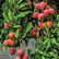 Red Palmer Mango Live Plant – veliyathgardens