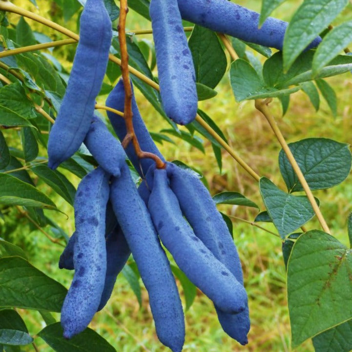 Blue Sausage Fruit Live Plant (Decaisnea Fargesii) – veliyathgardens