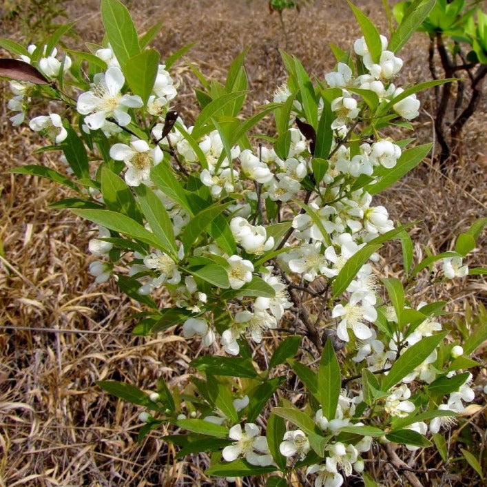 Yellow Guabiroba Fruit Plant (Campomanesia adamantiumis ) – veliyathgardens