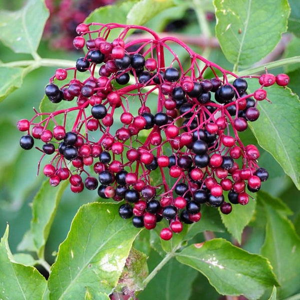 Elder Berry Fruit PLant (Sambucus nigra) – veliyathgardens