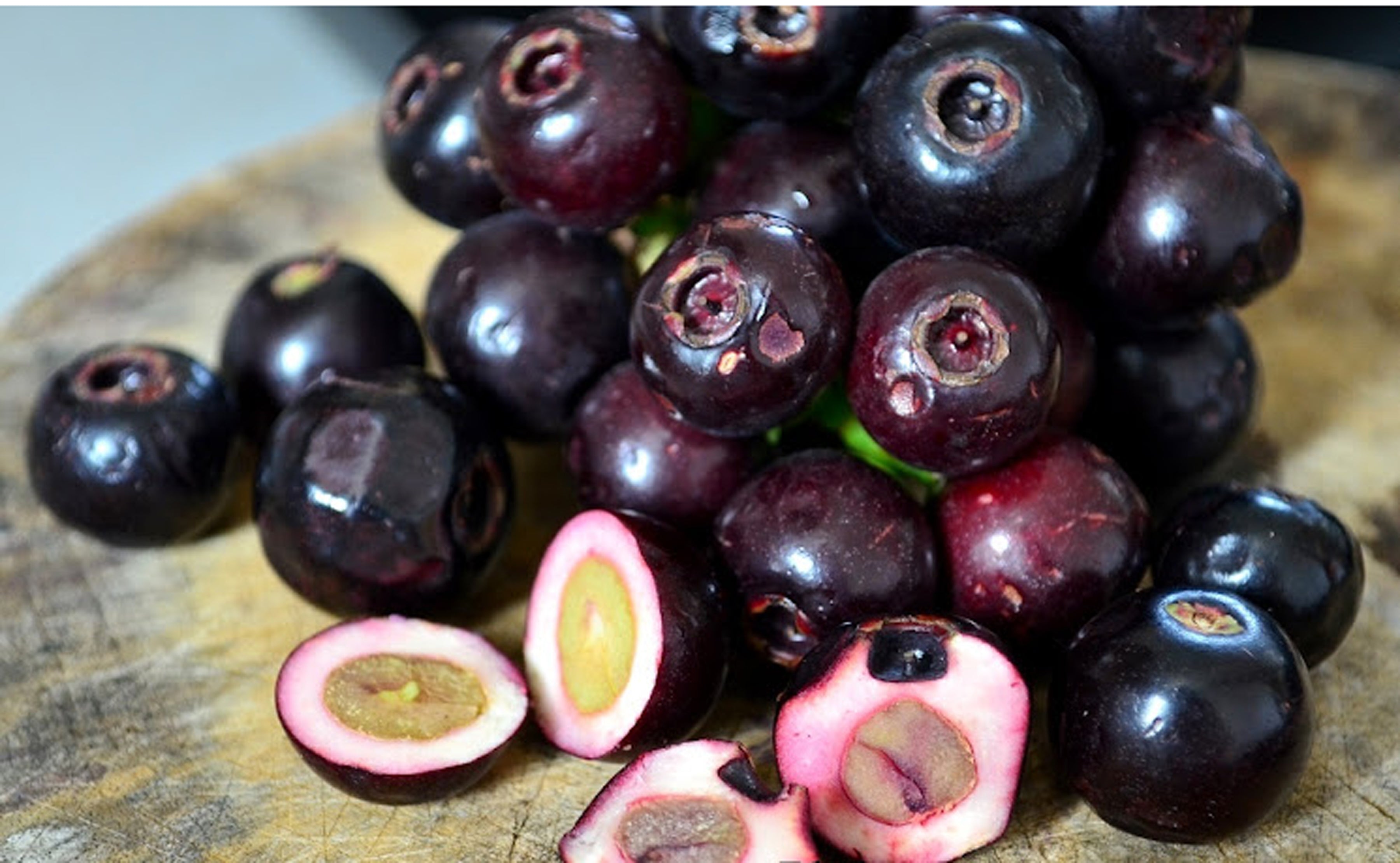 Lipote Fruit Plants (Syzygium Curranii) – veliyathgardens
