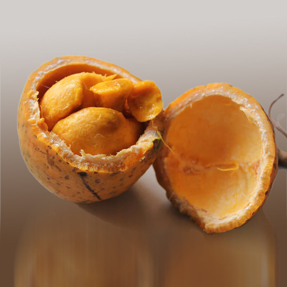 Madd Fruit Plant (Saba Senegalensis) – veliyathgardens