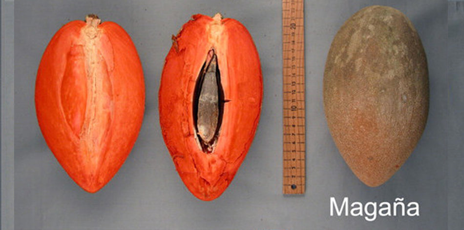 Mamey Sapote Magana Live Plants – veliyathgardens