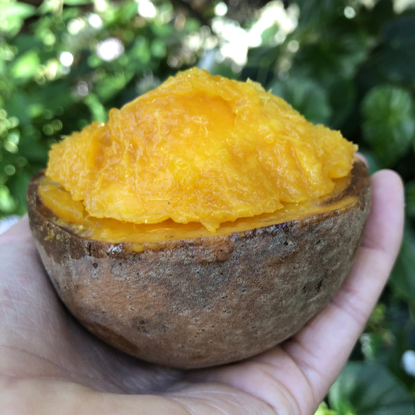 Mammee apple Fruit Plant (Mammea americana) – veliyathgardens