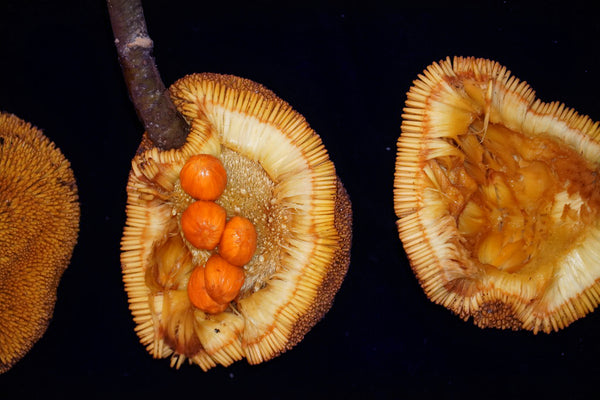 Mentawa Fruit Plants (Artocarpus Anisophyllus) – veliyathgardens