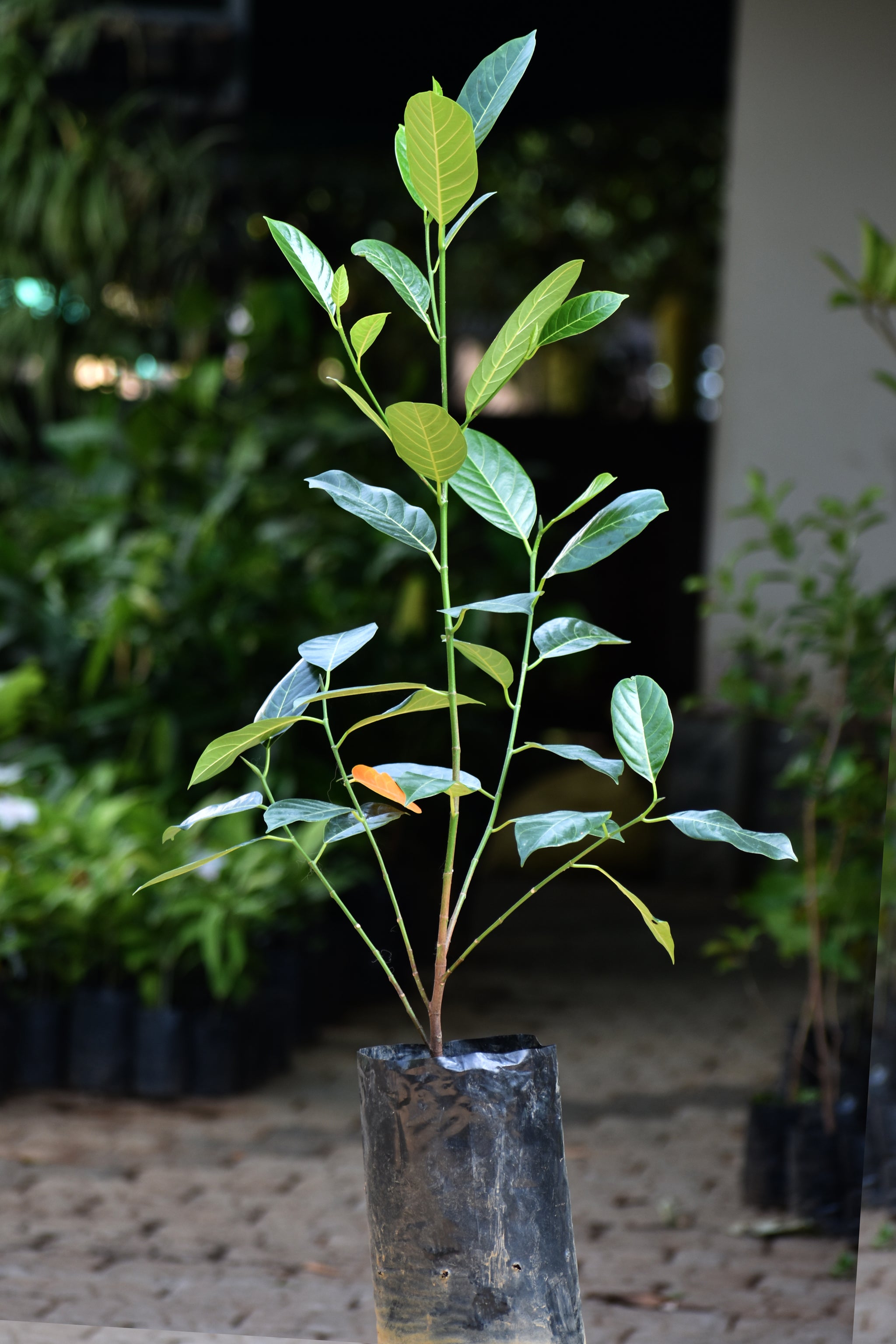 Nangadak Live Plants – veliyathgardens