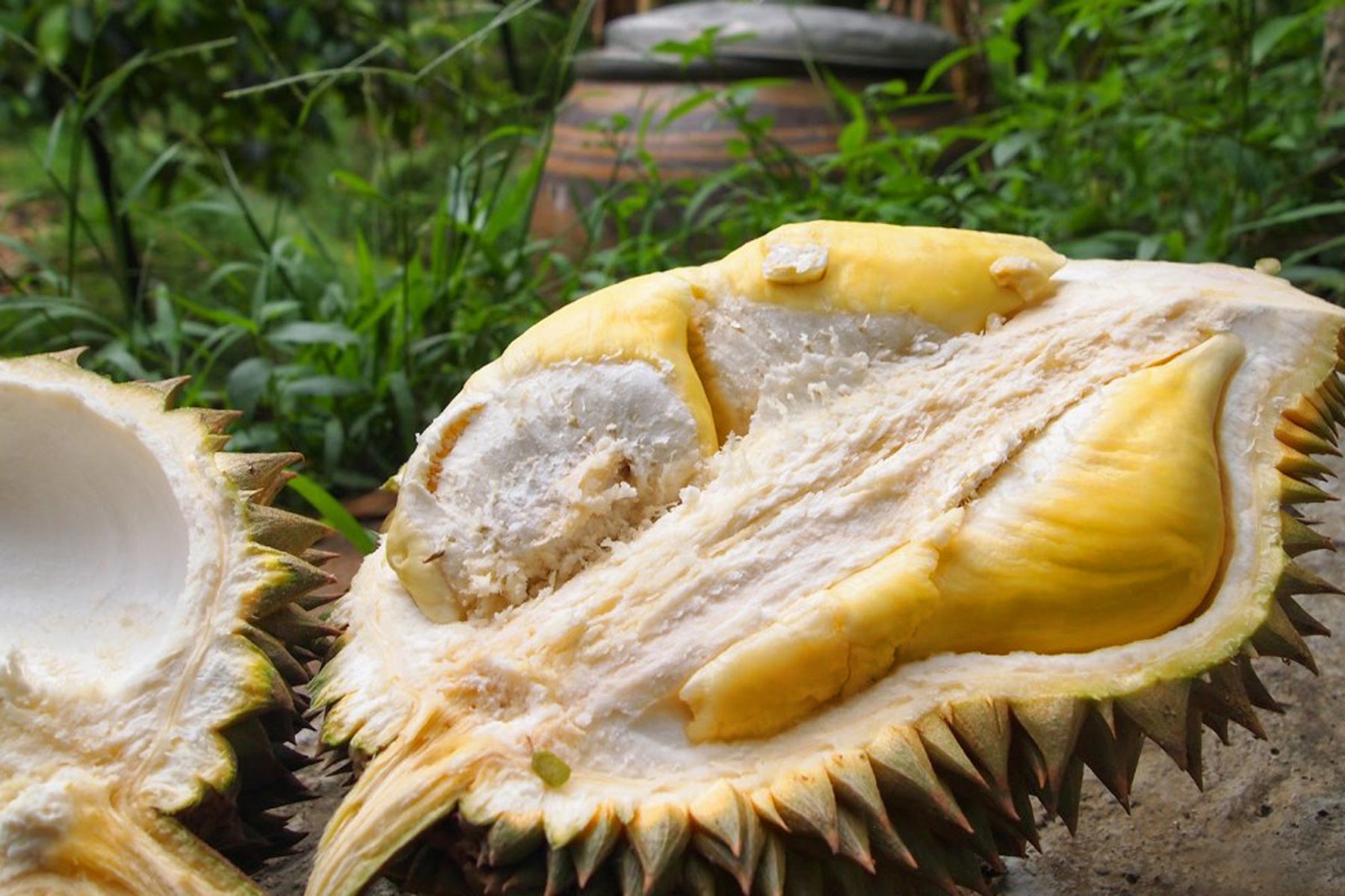 Nonthaburi durian Live Plants – veliyathgardens