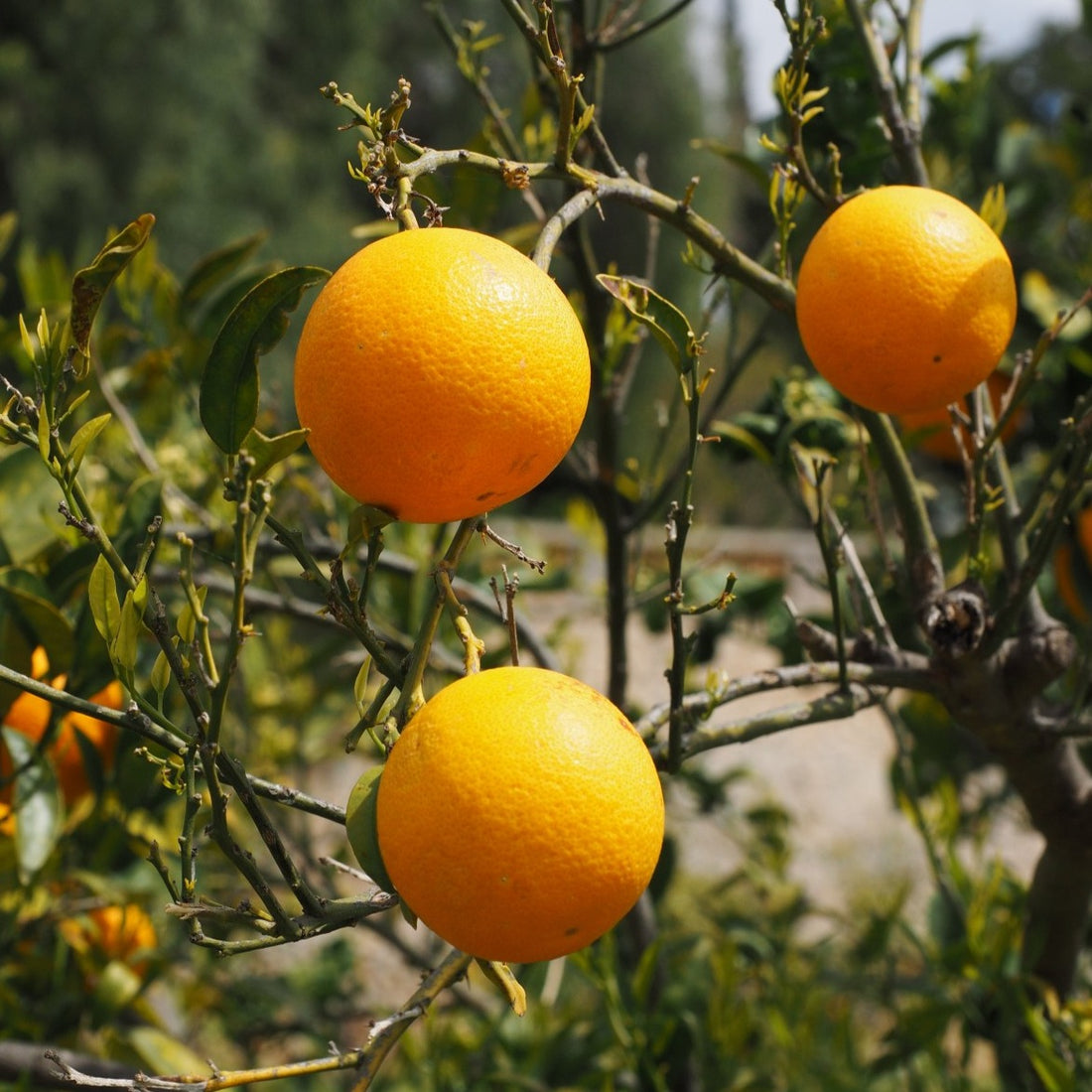 Chinese Sweet Bush Orange Live Plant – veliyathgardens