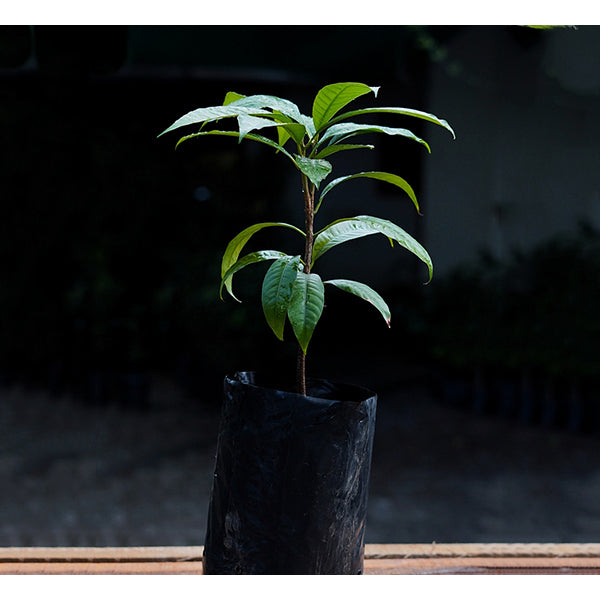 Green sapote Fruit Plants (Pouteria Viridis) – veliyathgardens