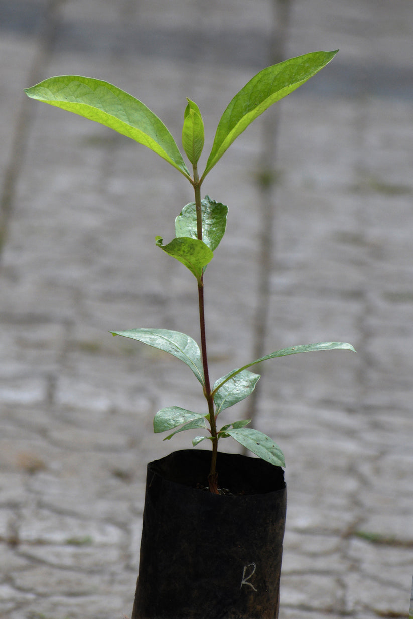 Red Nance Fruit Plants (Byrsonima Crassifolia) – veliyathgardens