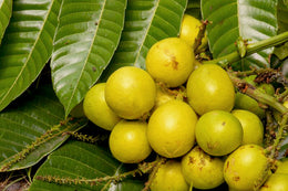 Purple Matoa Fruit Plants (Pometia Pinnata) – veliyathgardens