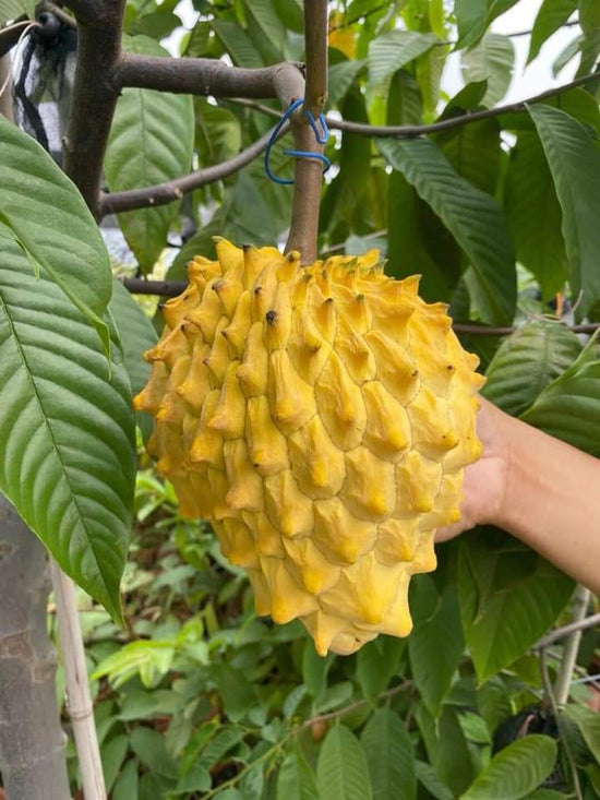 Rollinia Fruit Plants (Rollinia Deliciosa) – veliyathgardens