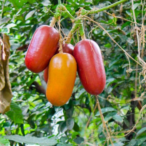 Cassabanana Live Plant (Sicana Odorifera) – veliyathgardens