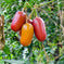 Cassabanana Live Plant (Sicana Odorifera) – veliyathgardens