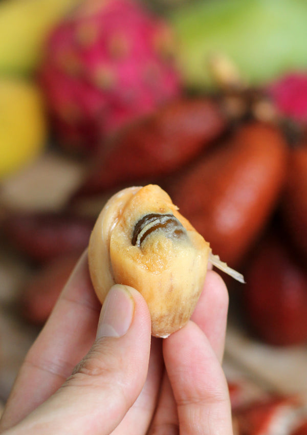 Ridan Fruit Plants (Salacca Affinis) – veliyathgardens